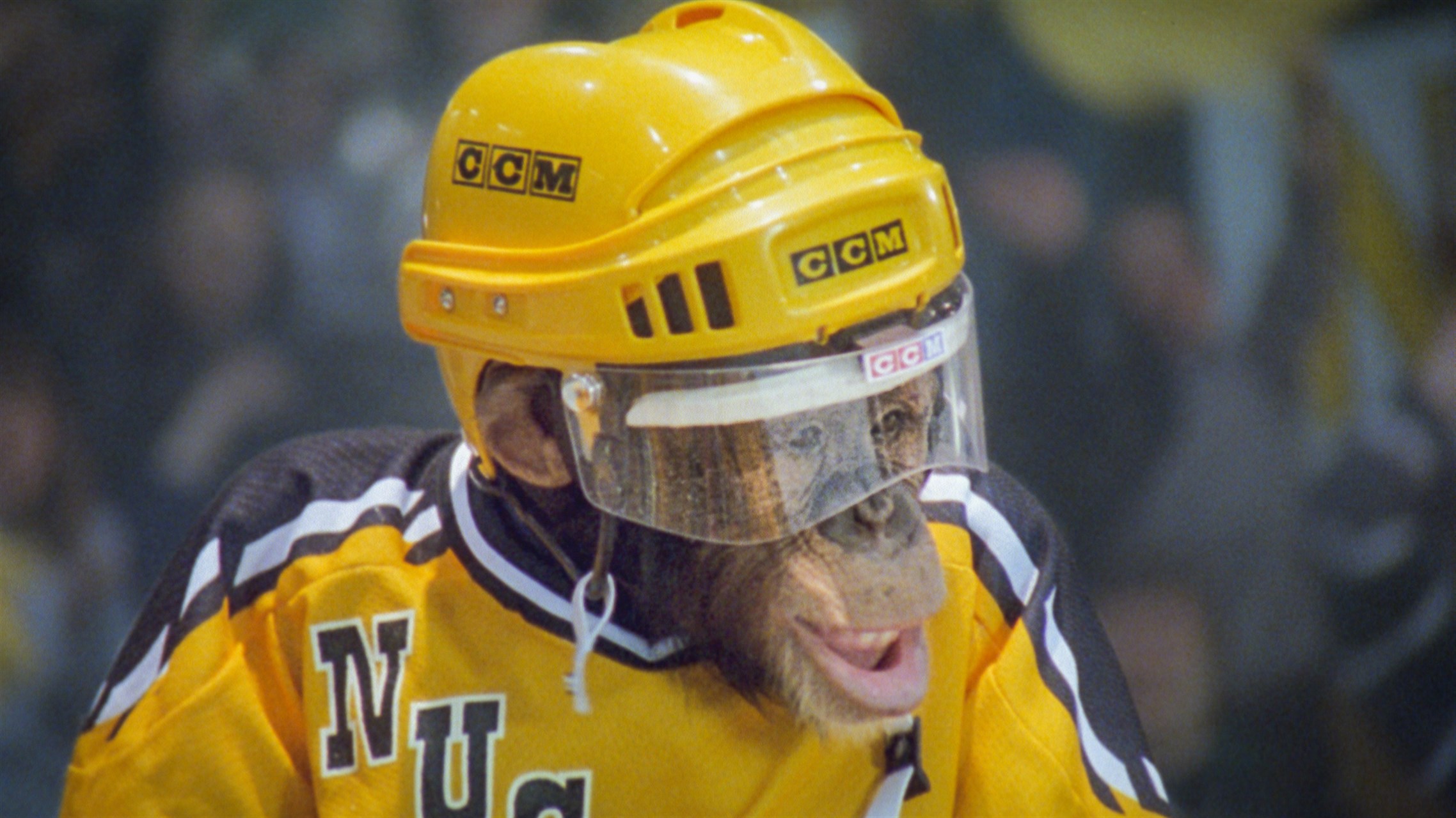 Most Valuable Primate VIP: Velmi Inteligentní Primát (MVP: Most