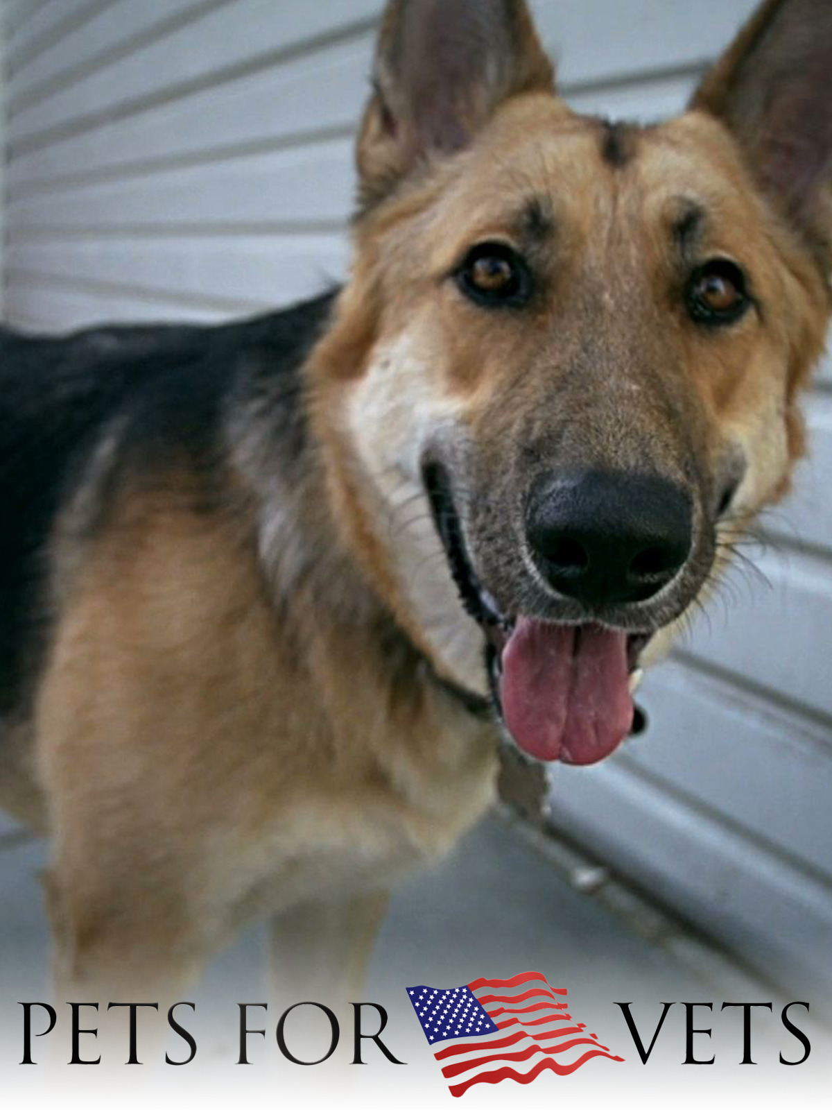 Pets for Vets - Buy, watch, or rent from the Microsoft Store