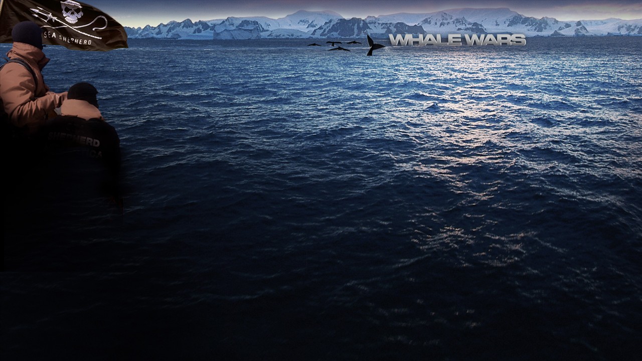 Whale Wars