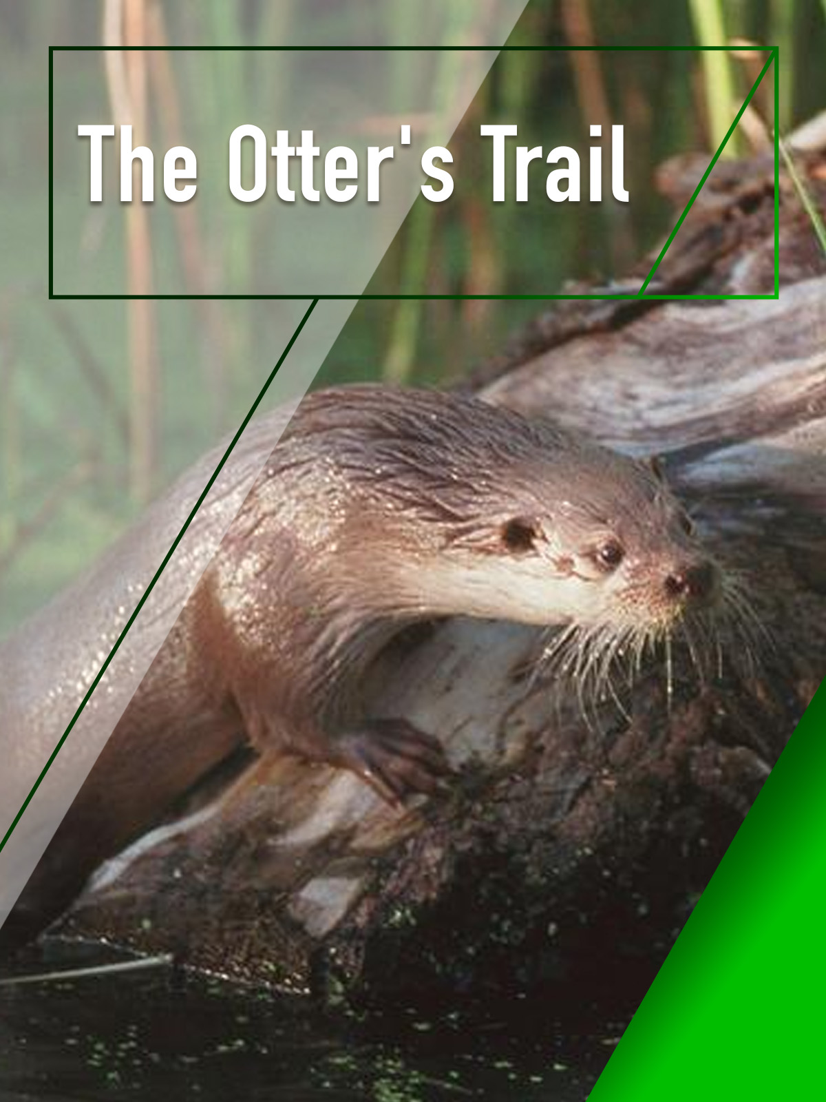 The Otter's Trail - Watch Movies & TV Shows | Microsoft Store