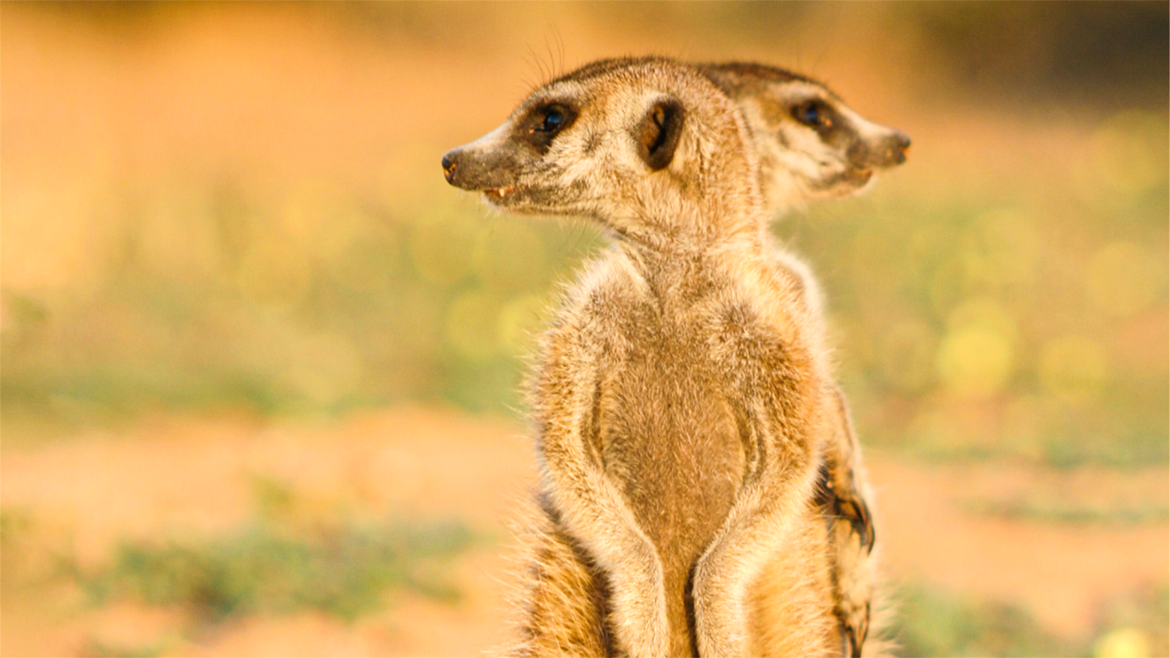 Meerkat Manor Wallpaper Wächter: Die Superhelden Der Erdmännchen