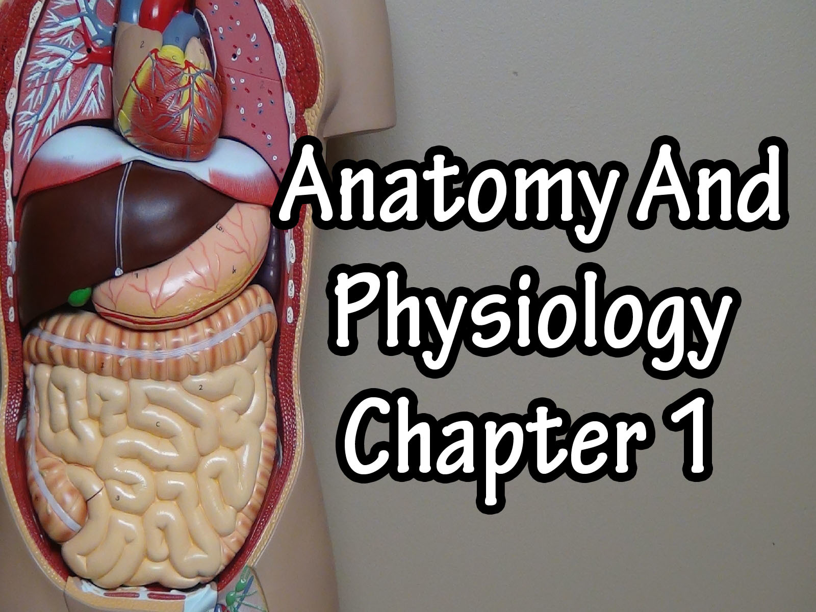 Anatomy Chapter One Quadrants And Abdominal Region