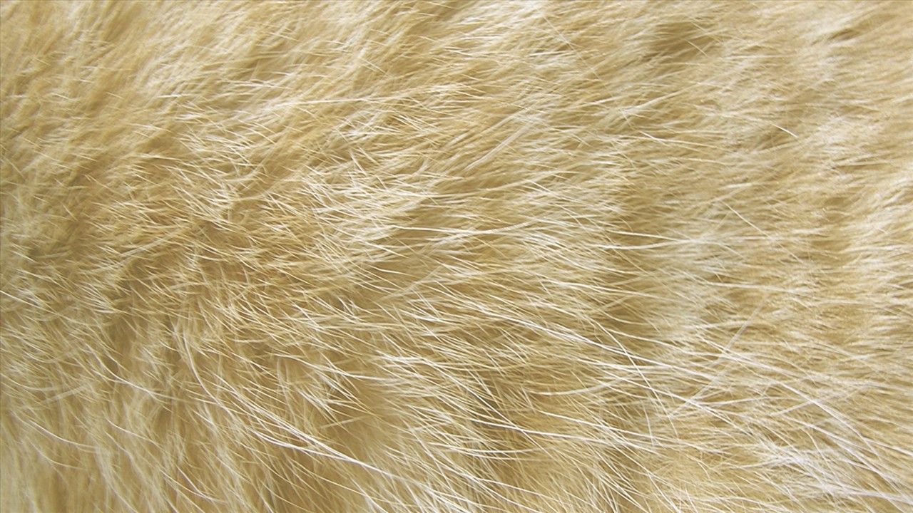 Cynthia Cleese Fierce Creatures