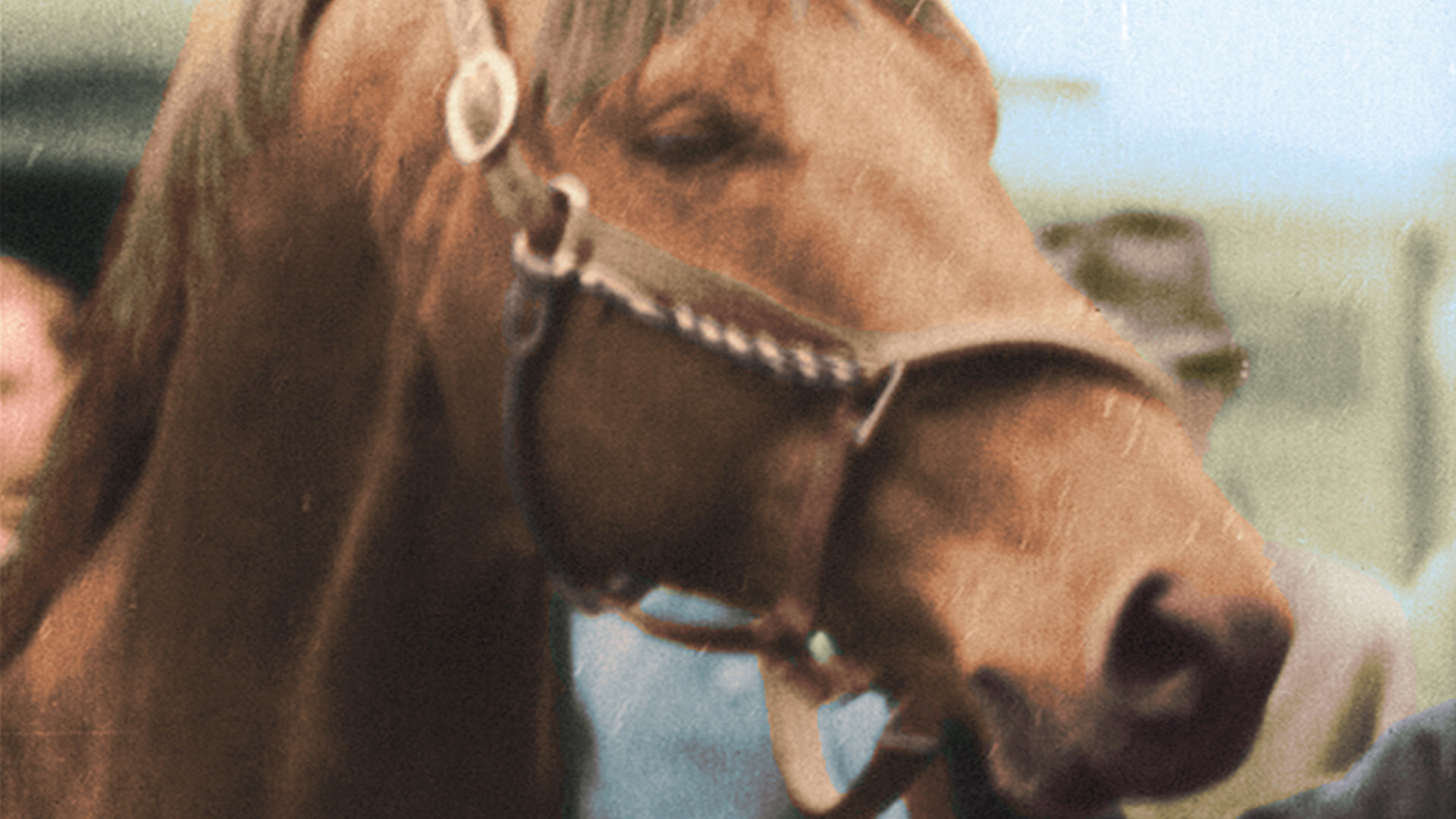Seabiscuit: The Lost Documentary (In Color & Restored)