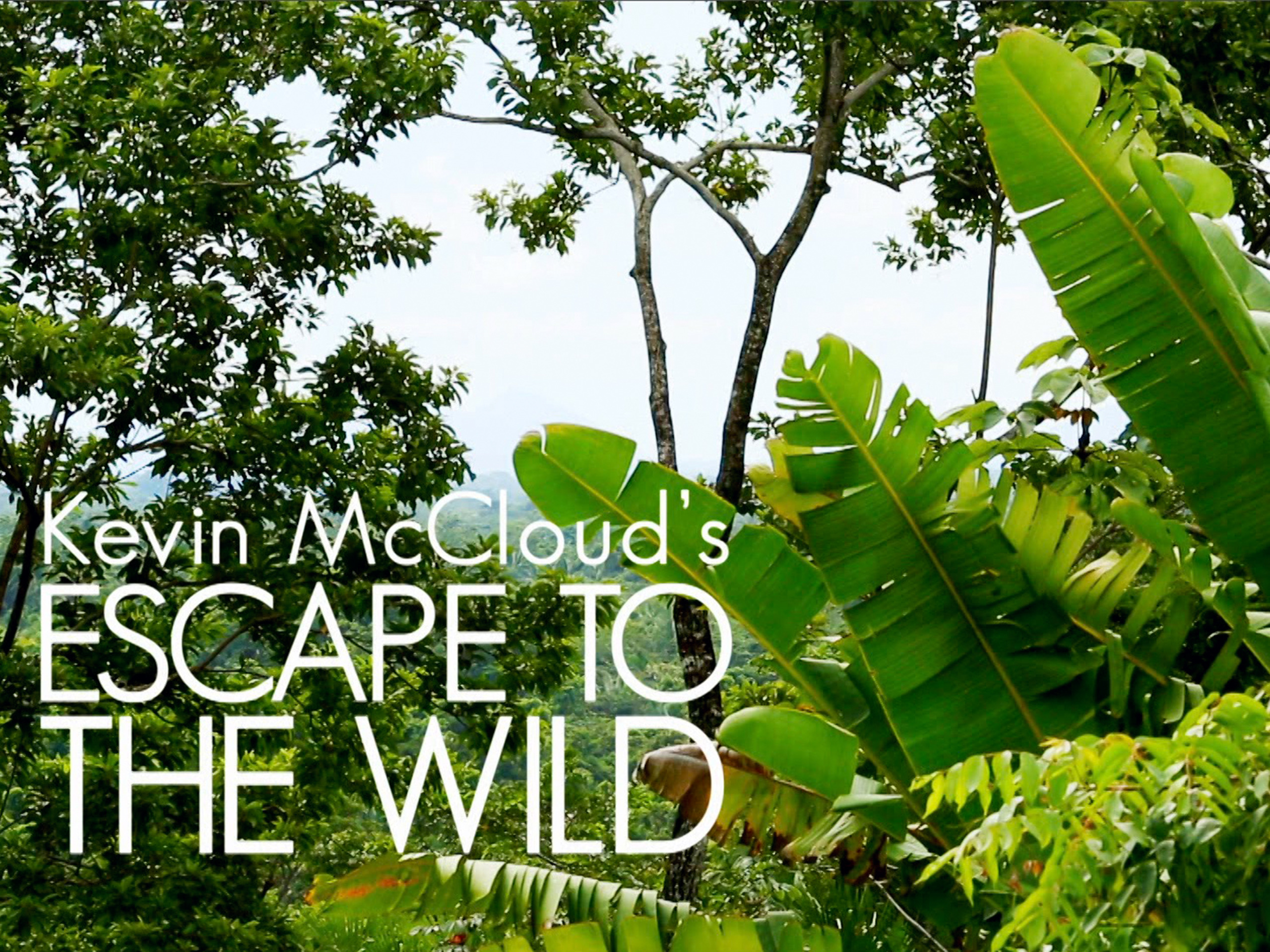Kevin Into The Wild